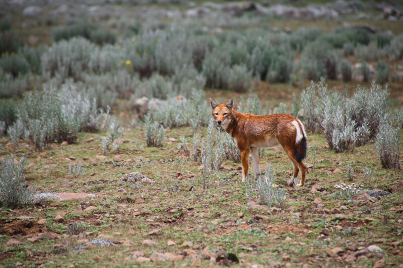 Wildlife Holiday to the Bale Mountains National Park - Grand Holidays ...